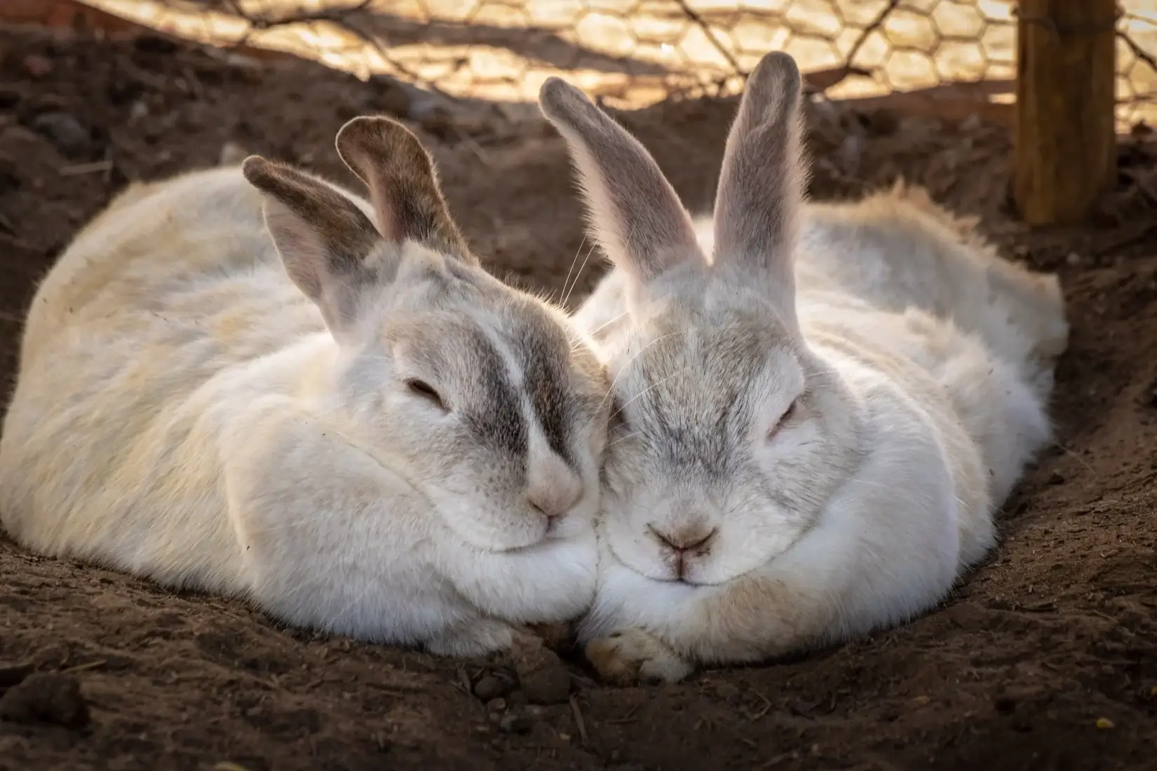 DevOpsChat Articles - Using a Low-Level RabbitMQ Client in Golang DevOpsChat Articles - Using a Low-Level RabbitMQ Client in Golang