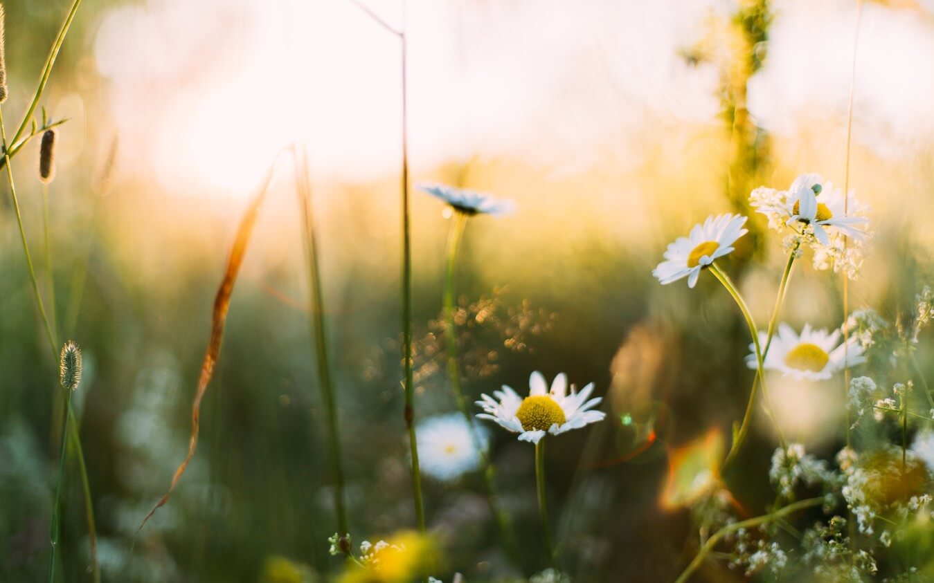 DevOpsChat Articles - Spring REST TypeScript generator DevOpsChat Articles - Spring REST TypeScript generator